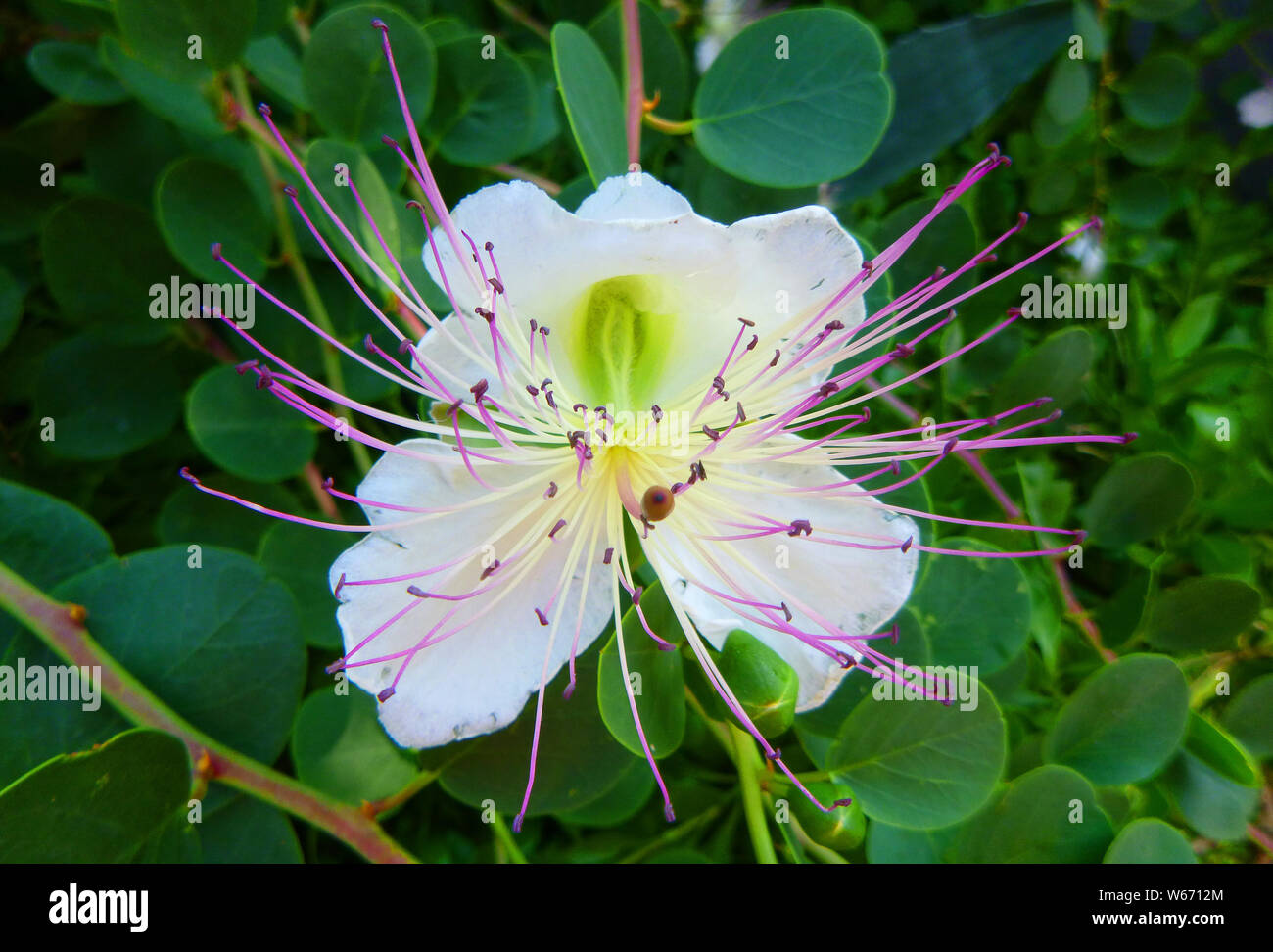 a flower of caper in the garden Stock Photo - Alamy