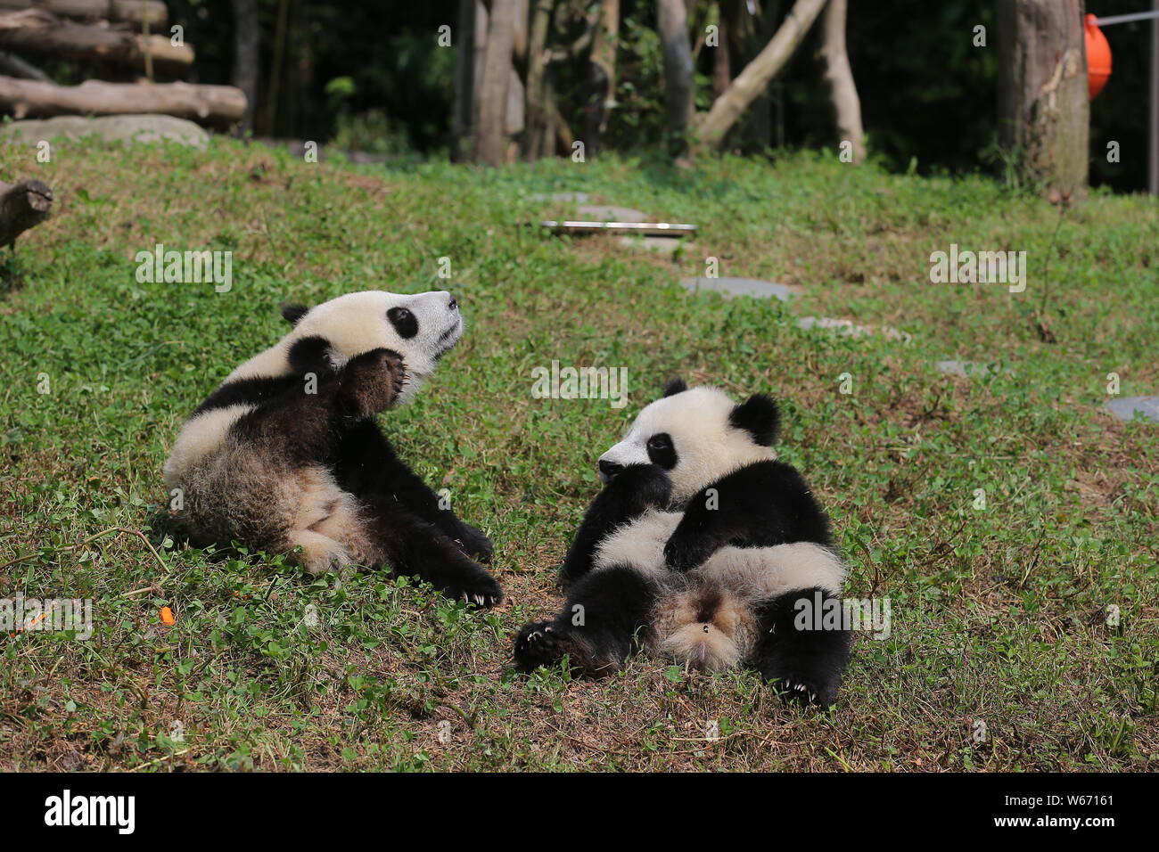 Two of the four male giant panda cubs born at the China Conservation ...