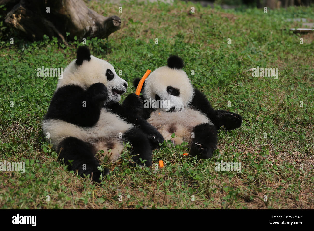 Two of the four male giant panda cubs born at the China Conservation ...