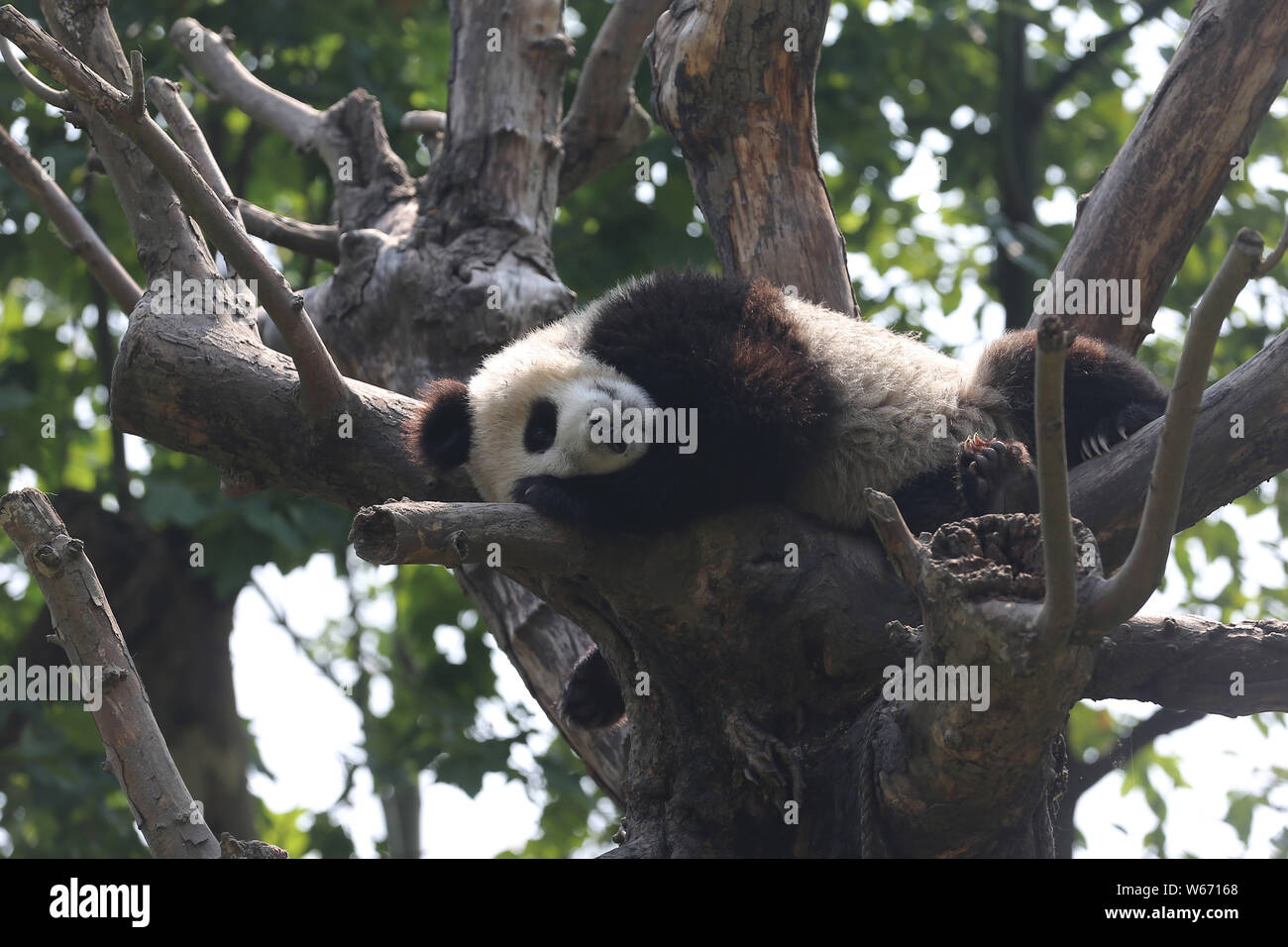 One of the four male giant panda cubs born at the China Conservation ...