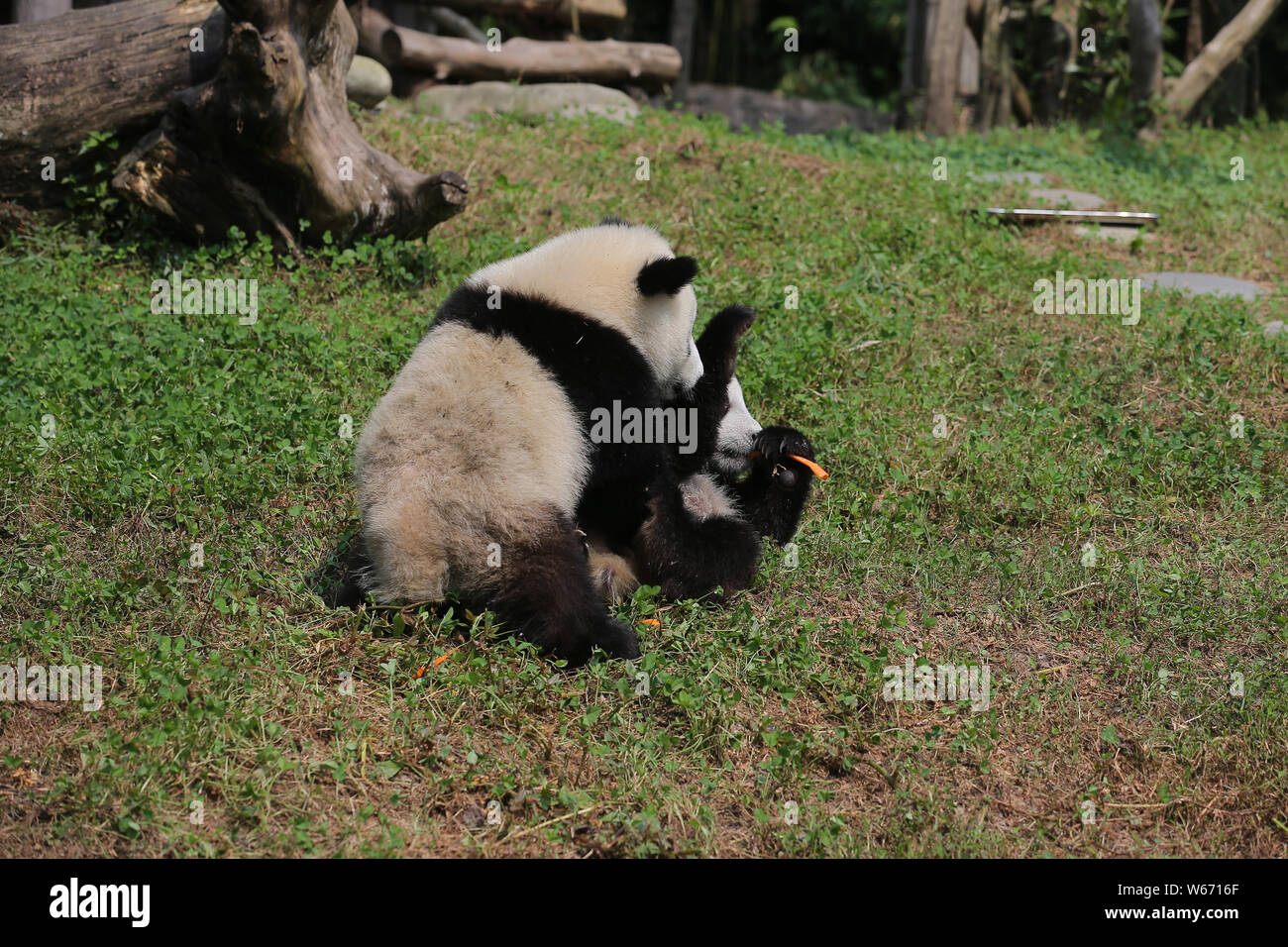 Two of the four male giant panda cubs born at the China Conservation ...
