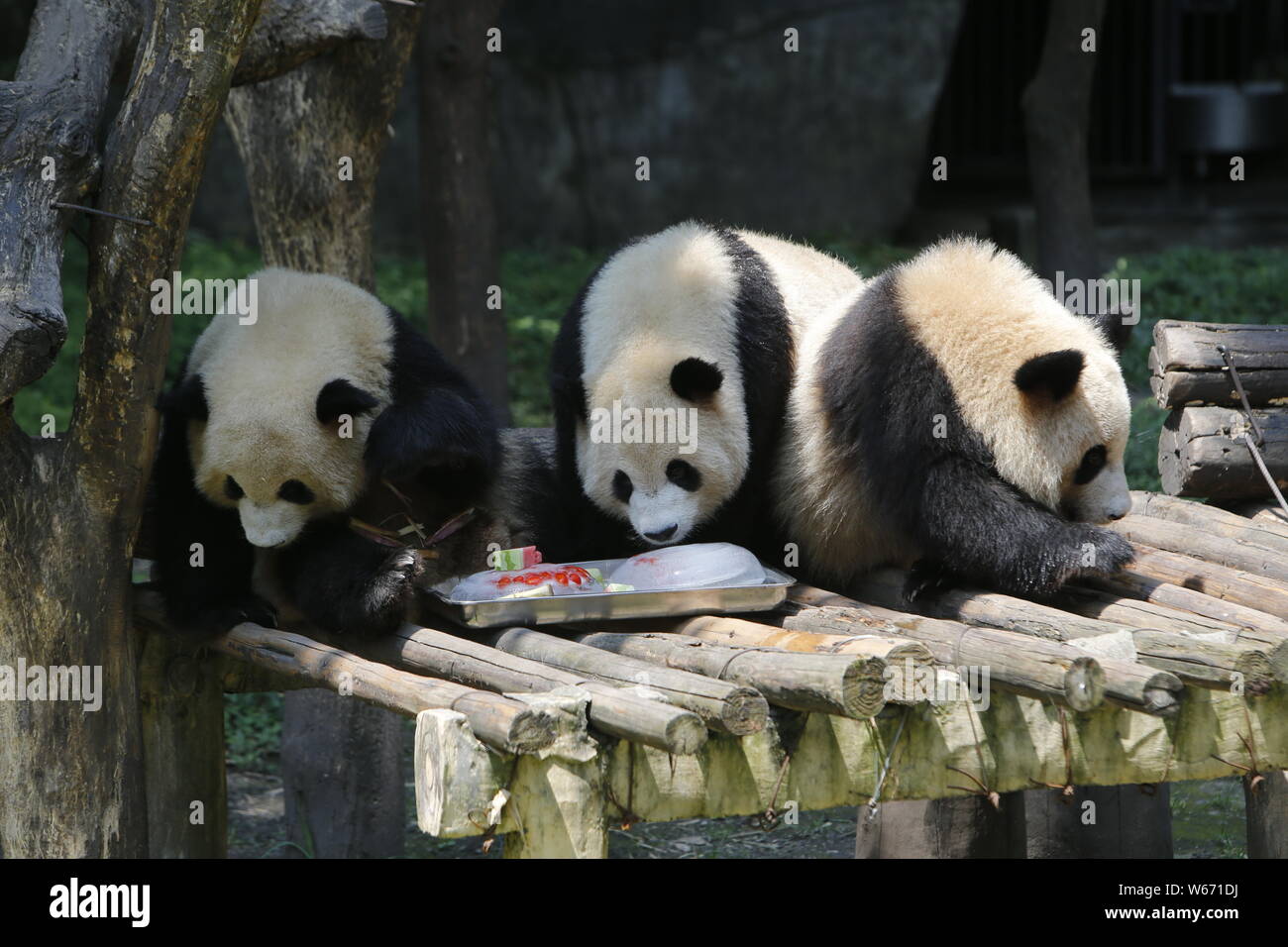 Giant pandas eat watermelons to cool off on a scorching day at the ...