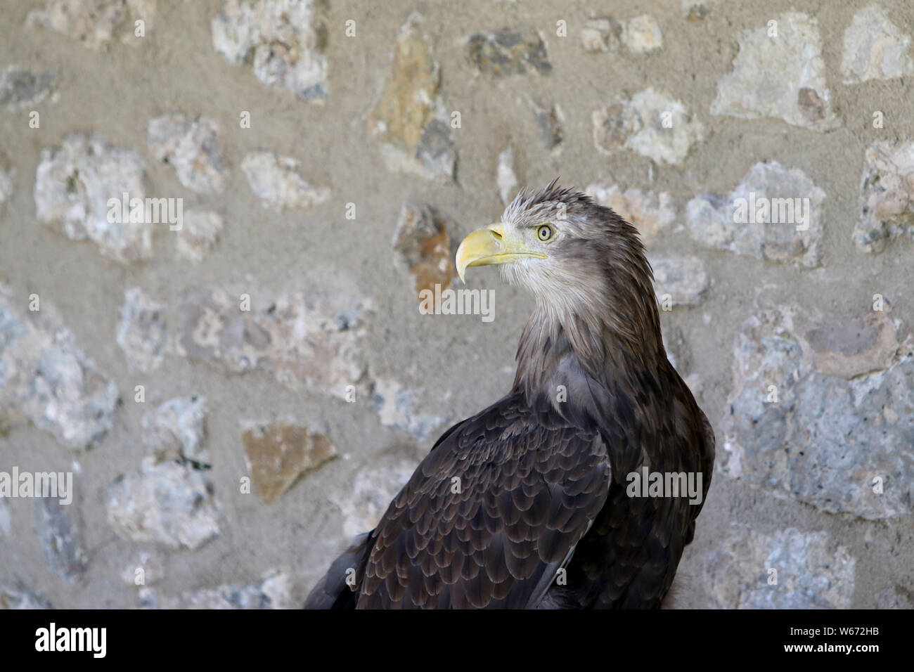 The falcons, also true falcons, are a genus from the family of the ...