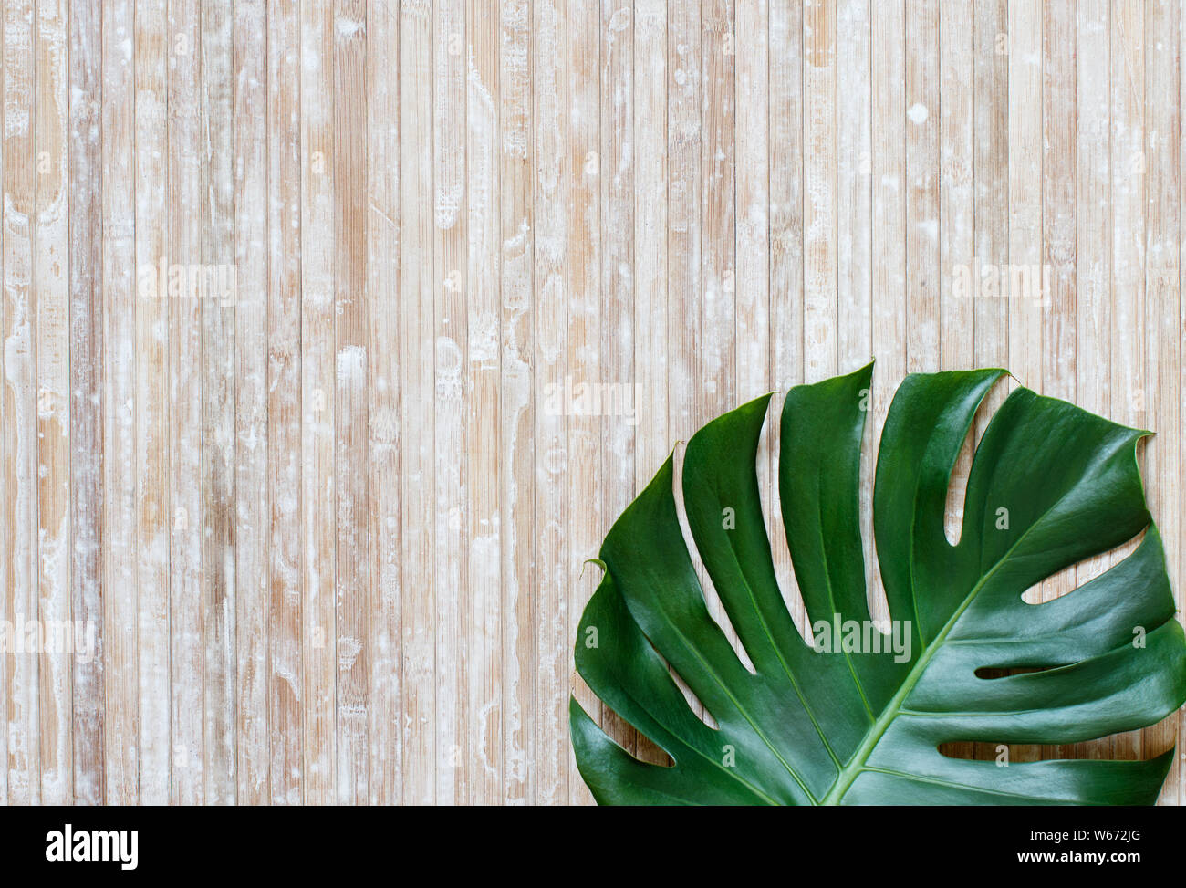 Monstera leaf hi-res stock photography and images - Alamy