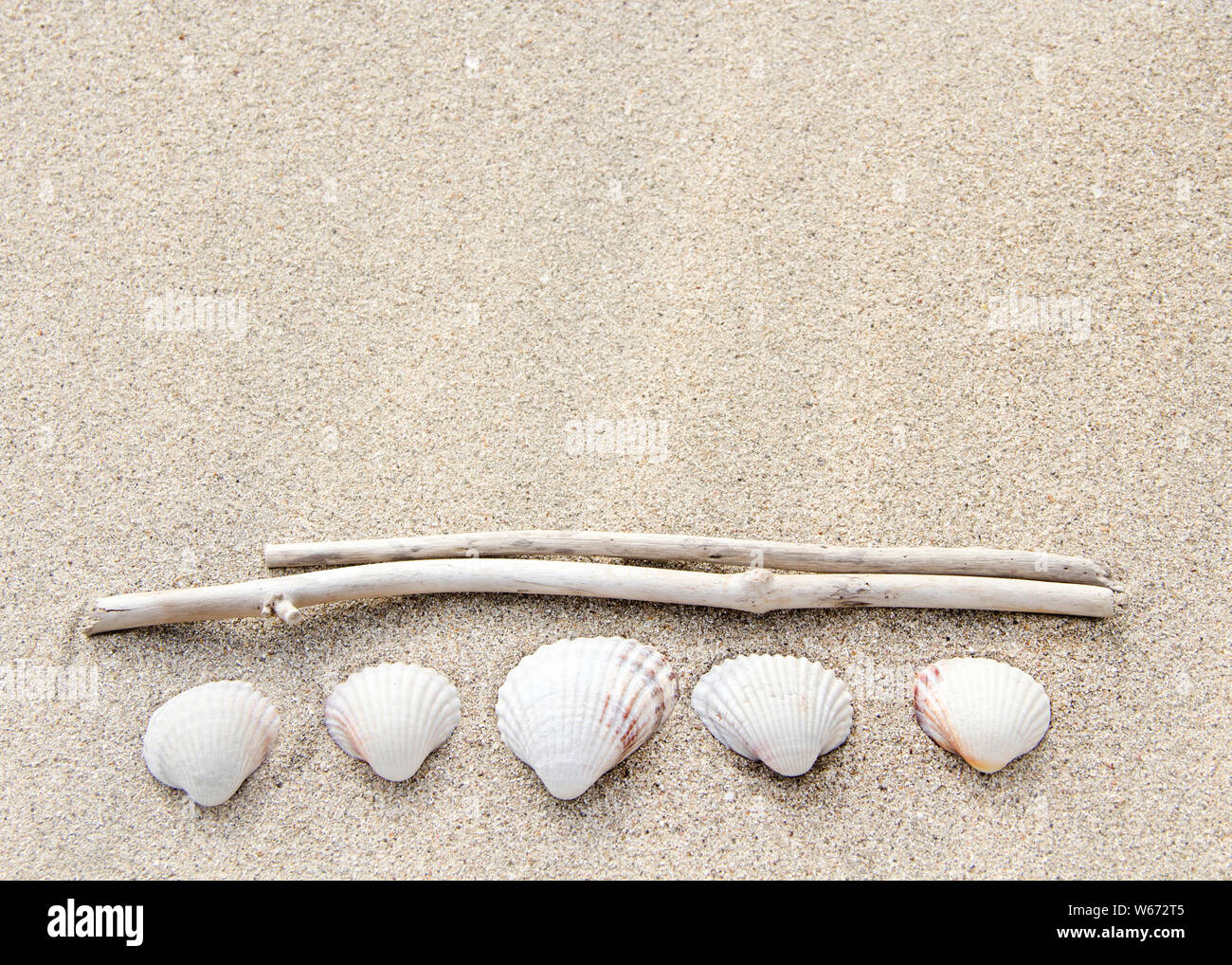 Sea shells and wood on sand Stock Photo - Alamy