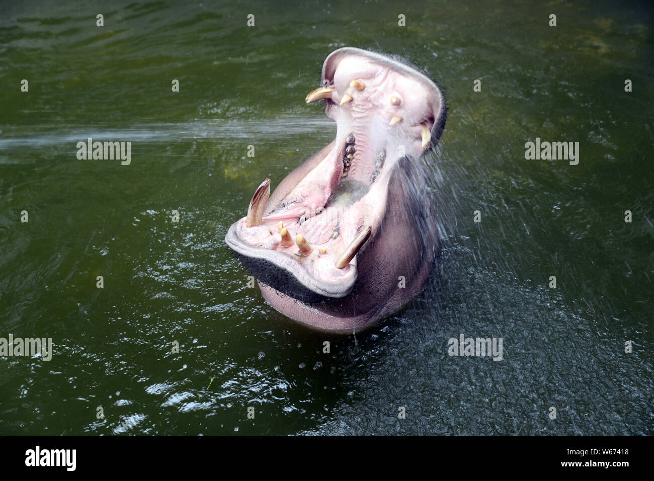 A zoo keeper sprays water to cool down a hippopotamus, while also ...