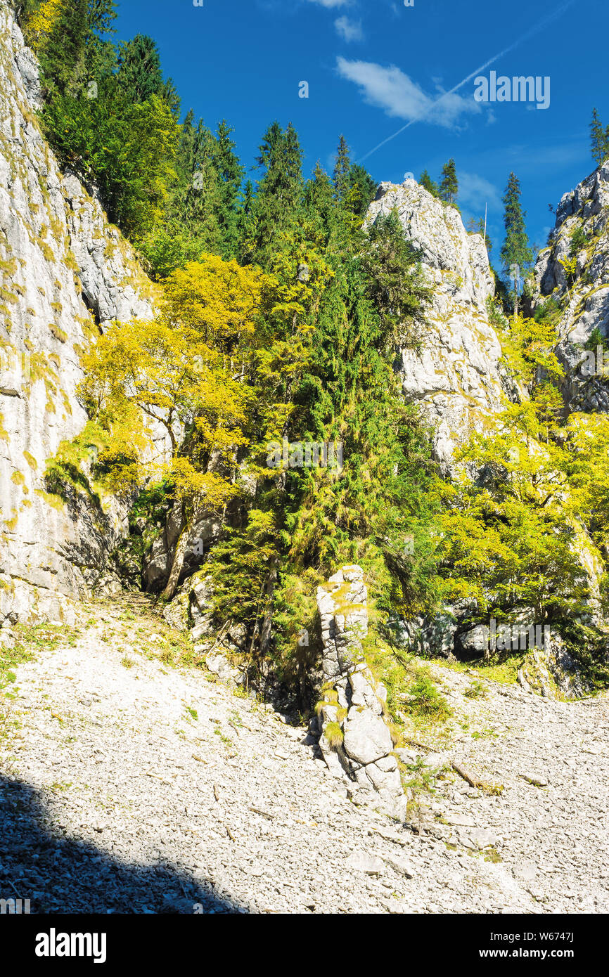 trees on steep rocky slope. beautiful nature scenery on a sunny day ...