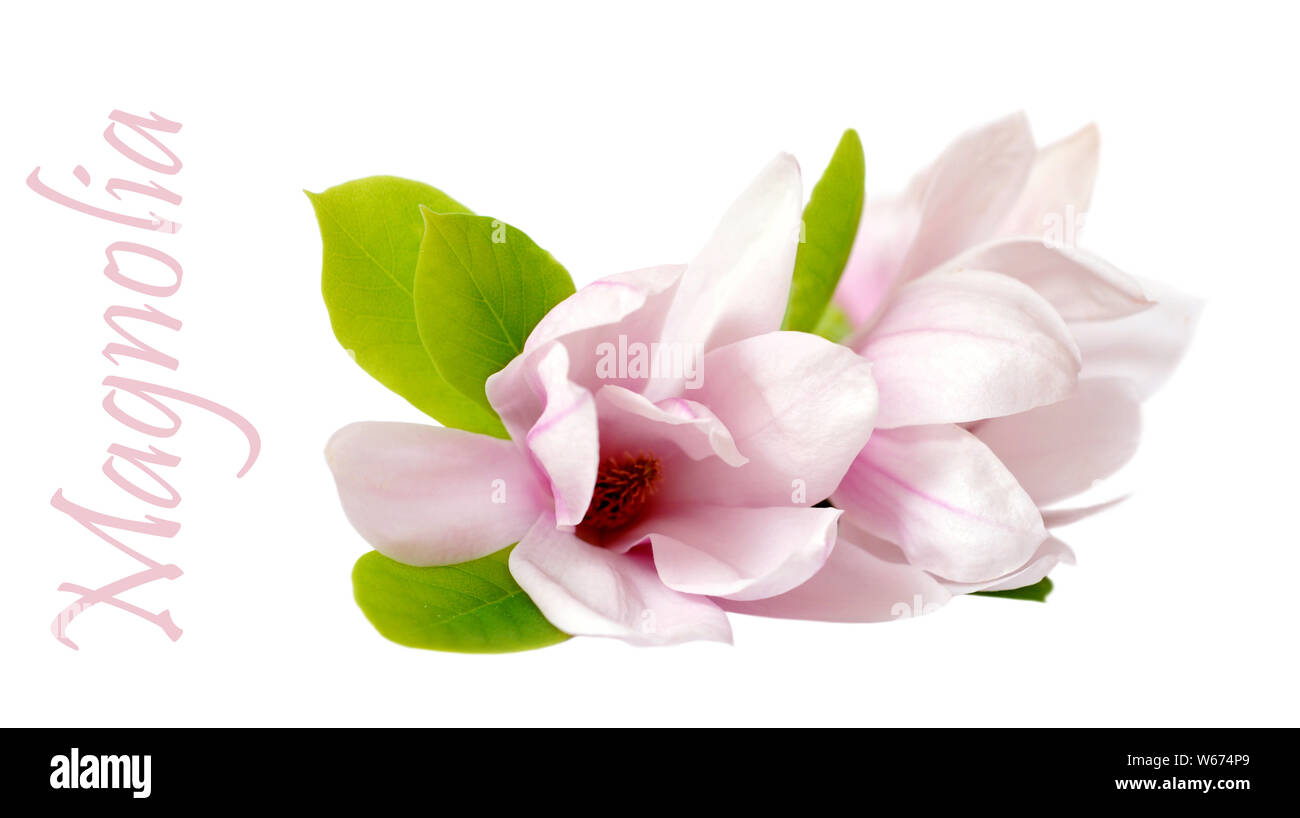 three Japanese magnolia flower isolated on white Stock Photo - Alamy