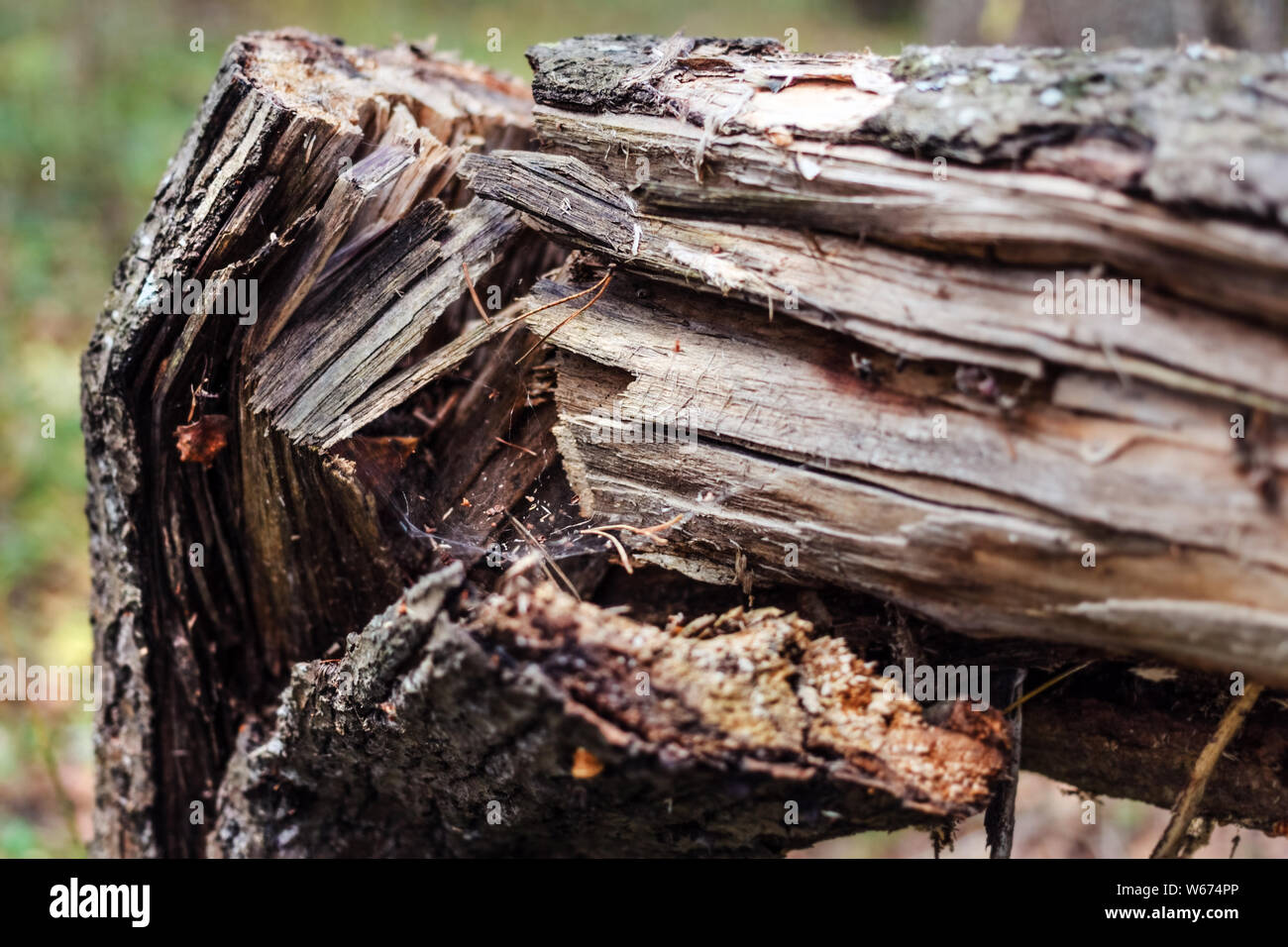 Broken trunk of dry tree at day Stock Photo - Alamy