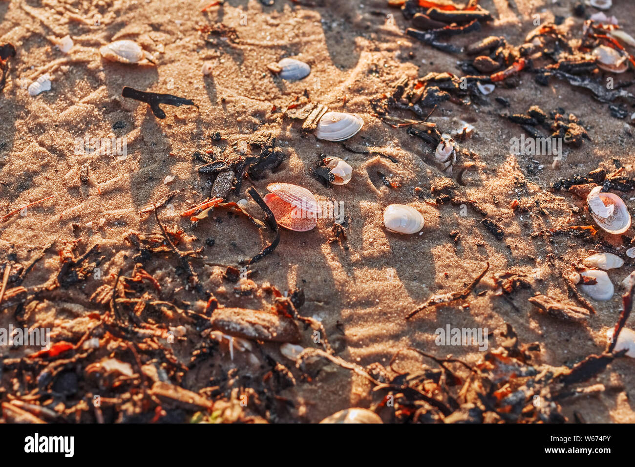 Sea shells in black background hi-res stock photography and images - Alamy