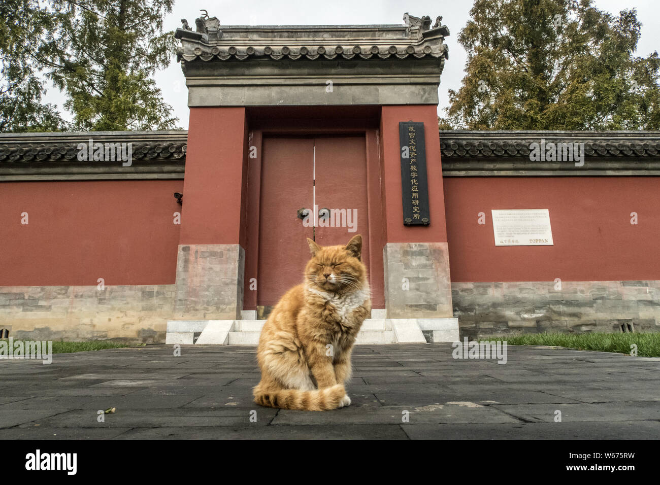 --FILE--Baidianr, the famous stray cat from the Palace Museum, also ...