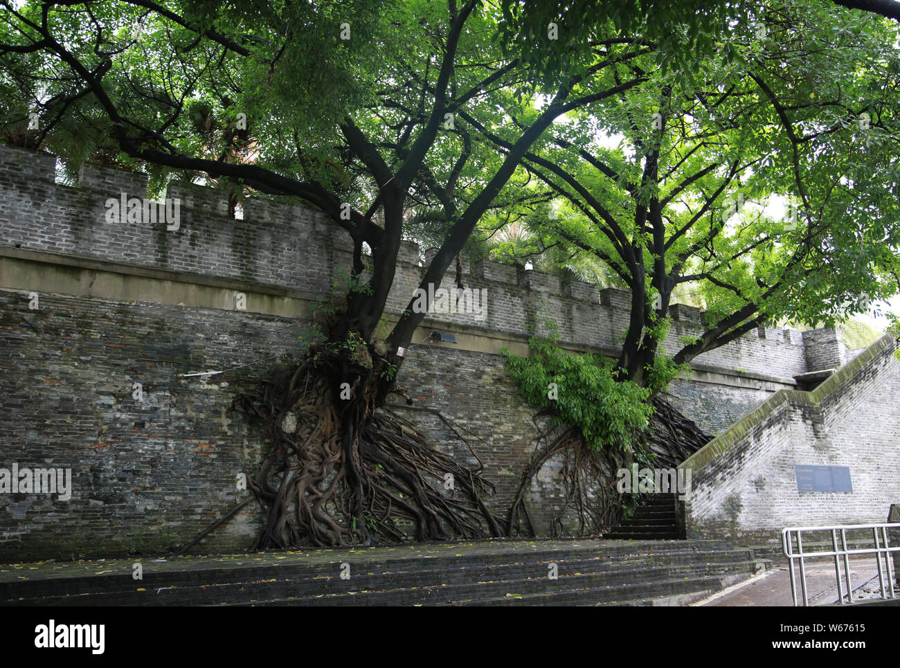 Tree roots growing through wall hi-res stock photography and images - Alamy