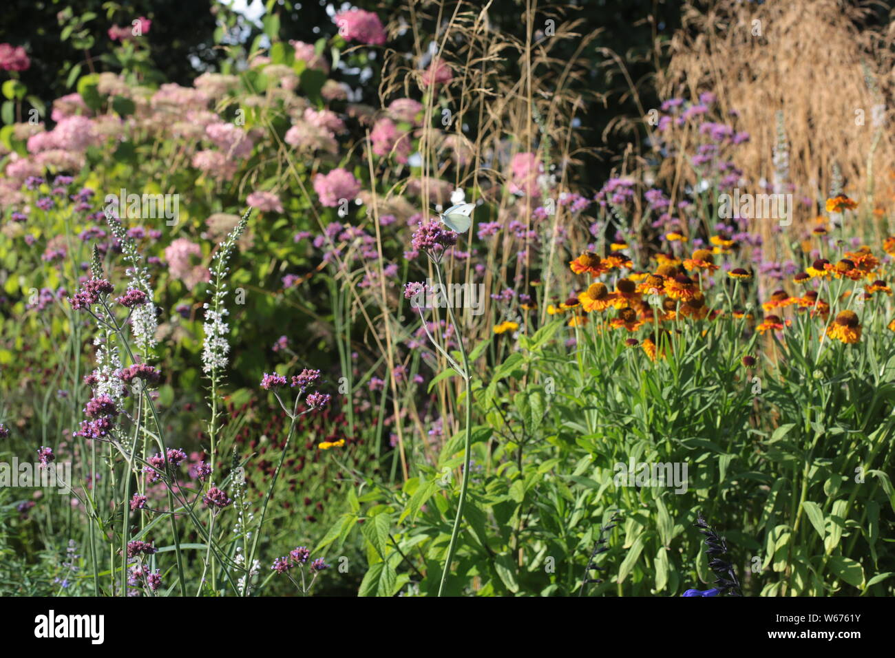 Butterfly in wildflowers Stock Photo - Alamy