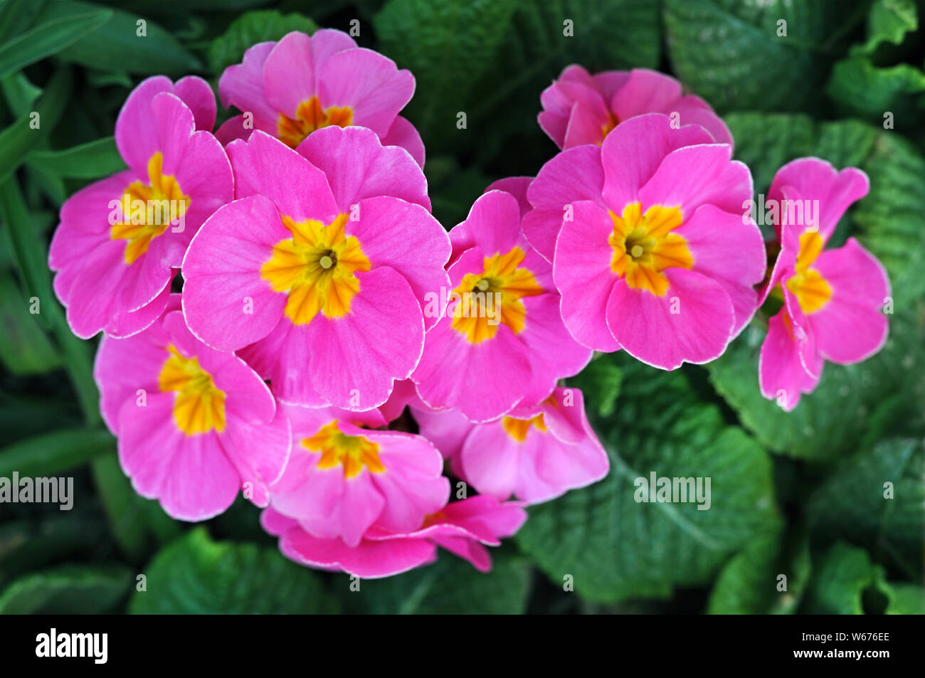 top view a group of pink primrose in garden Stock Photo - Alamy