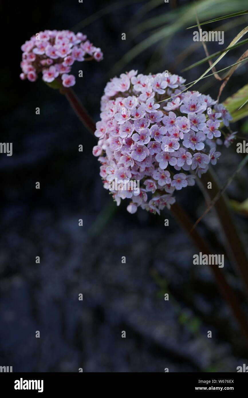 Pink organism hi-res stock photography and images - Alamy