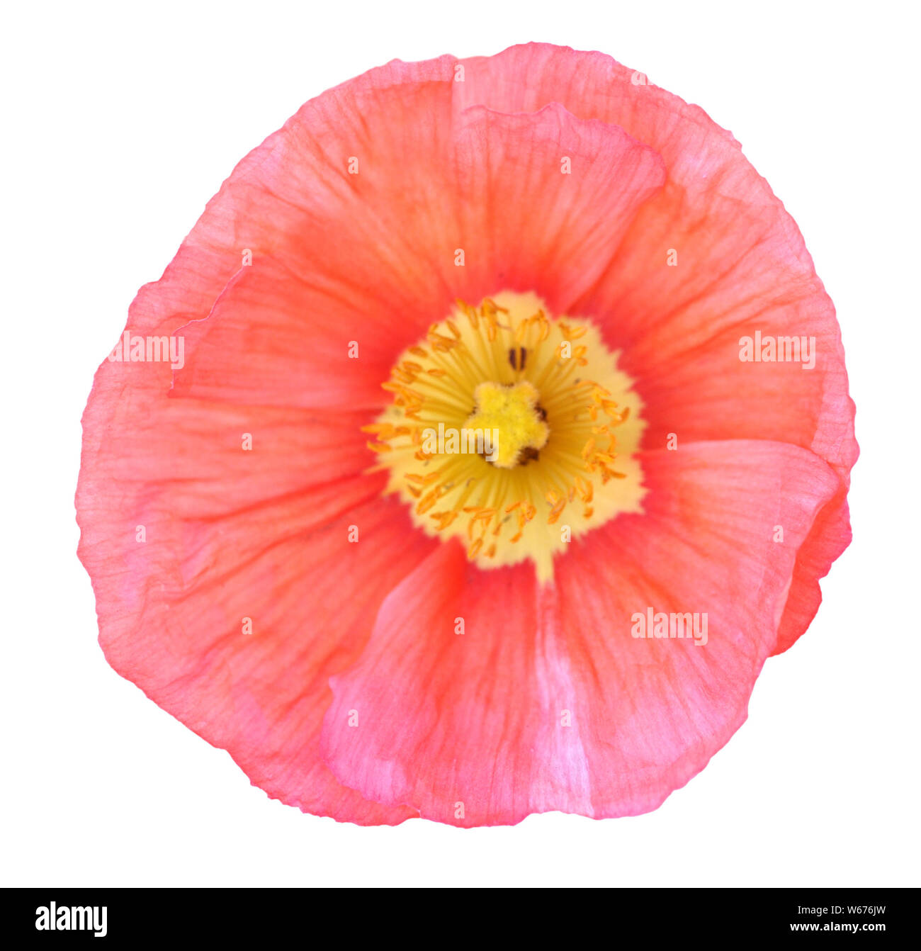 single pink poppy isolated on white Stock Photo - Alamy