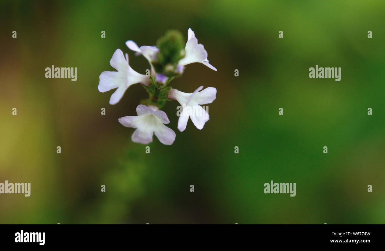 Close up of common vervain flower in bloom, Verbena officinalis Stock ...