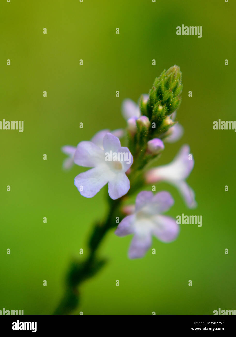Close up of common vervain flower in bloom, Verbena officinalis Stock ...