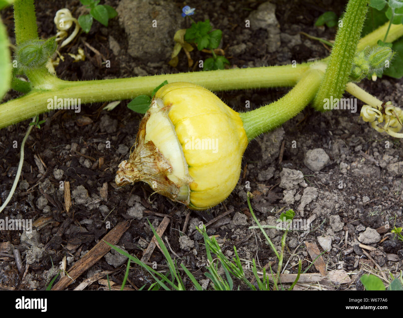 Turks Turban gourd, still bearing the petals of the flower behind which ...
