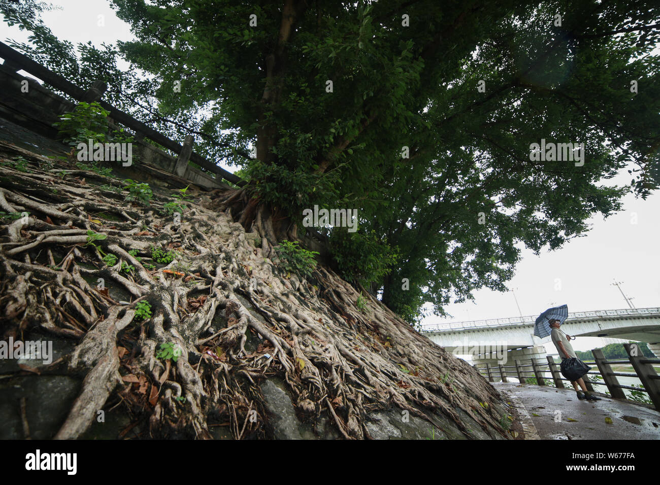 Tree roots growing through wall hi-res stock photography and images - Alamy