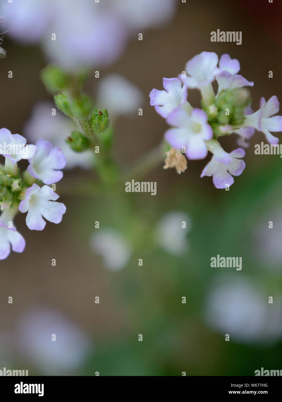 Close up of common vervain flower in bloom, Verbena officinalis Stock Photo - Alamy
