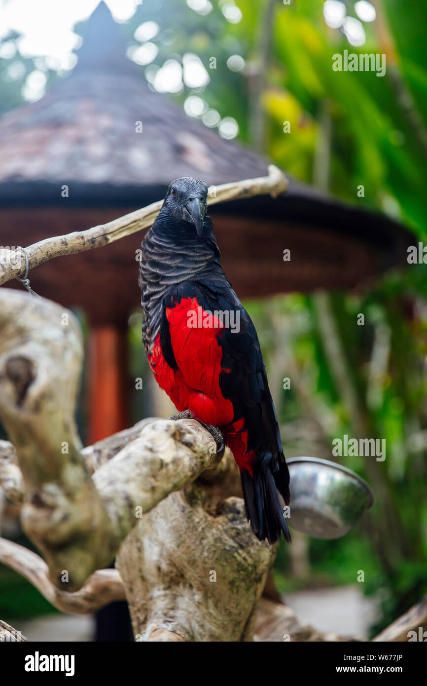 Papuan parrot hi-res stock photography and images - Alamy