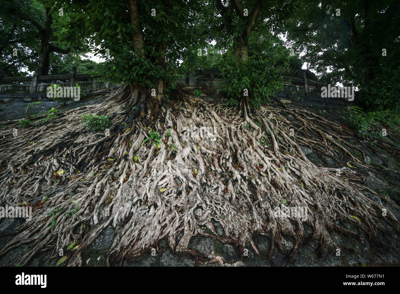 Tree roots growing through wall hi-res stock photography and images - Alamy