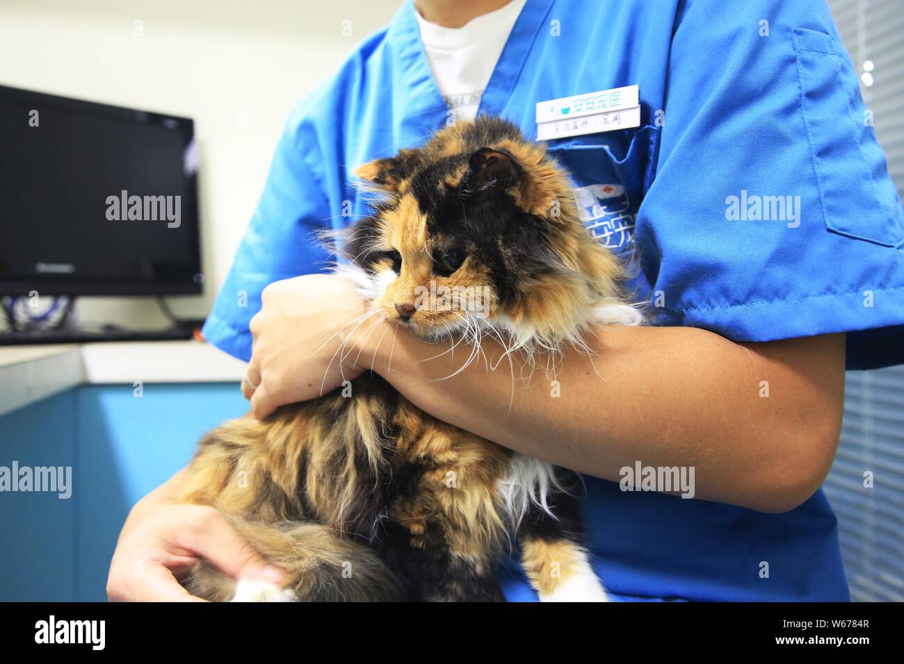 Cat clone hi-res stock photography and images - Alamy