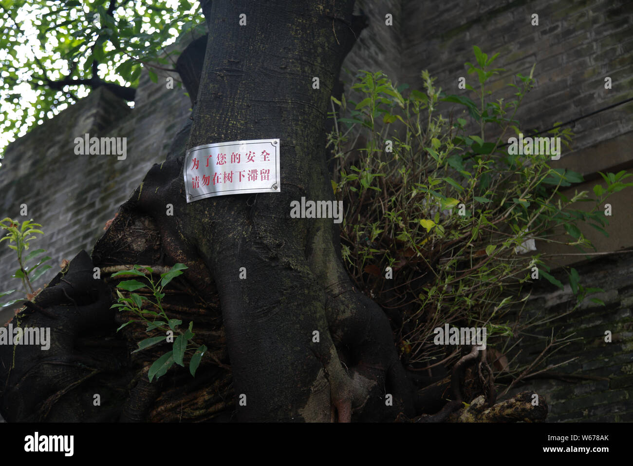 View of a warning sign on a banyan tree growing through a section of an ...