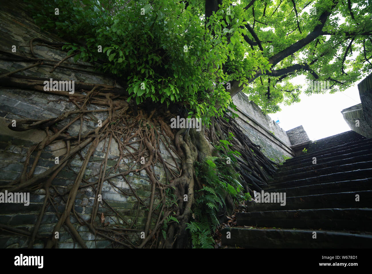 Tree roots growing through wall hi-res stock photography and images - Alamy