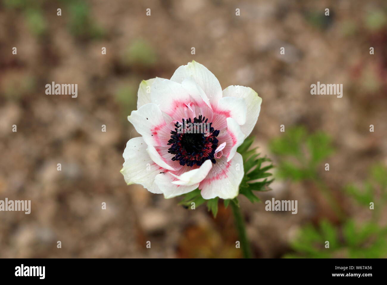 Bicolor Anemone perennial plant with pure white and red fully open ...