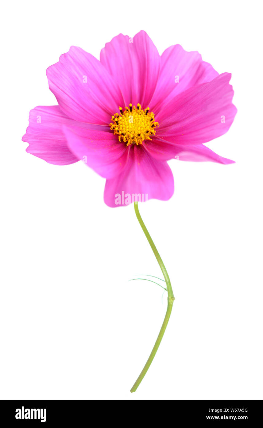 Beautiful pink Cosmos Flower isolated on white Stock Photo - Alamy