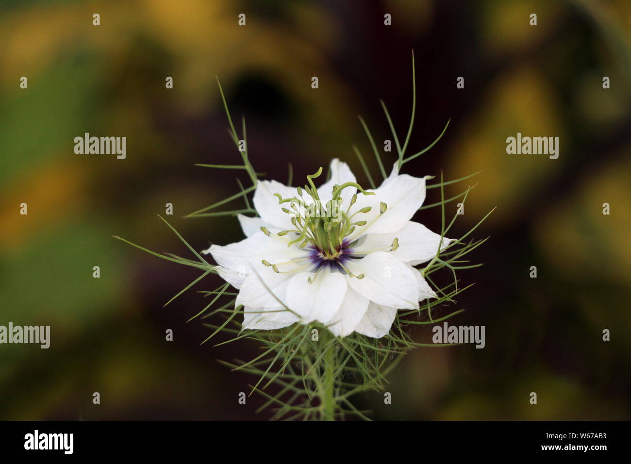 Black cumin or Nigella sativa or Black caraway or Nigella or Roman ...