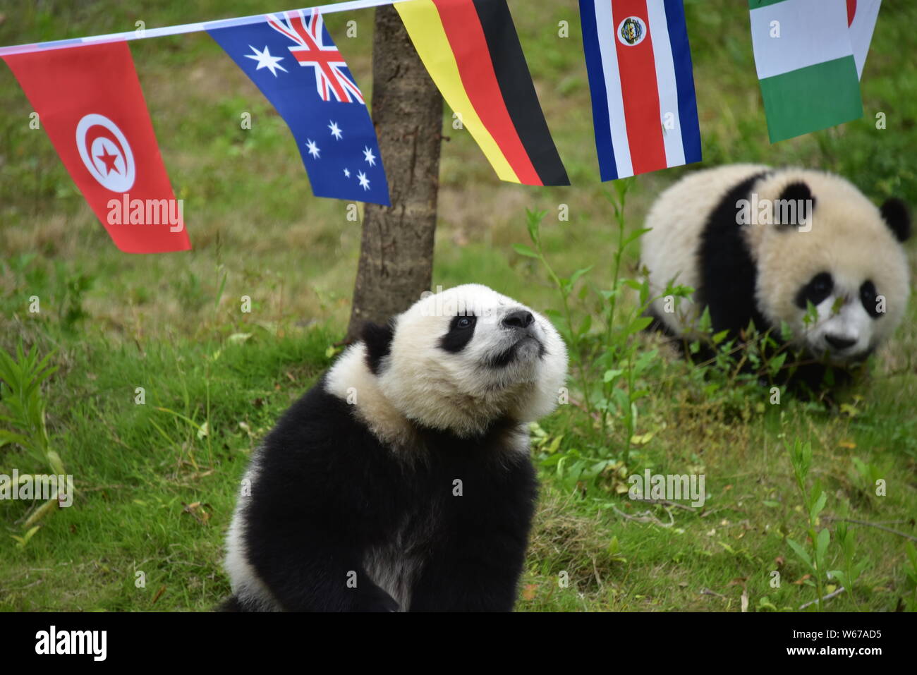 --FILE--Giant panda cubs take part in a "Panda World Cup" match at a ...