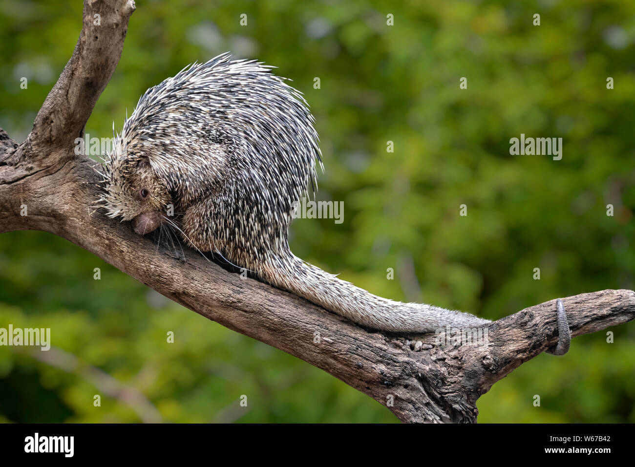 Prehensile Tailed (Porcupine Coendou prehensilis) on a tree branch ...
