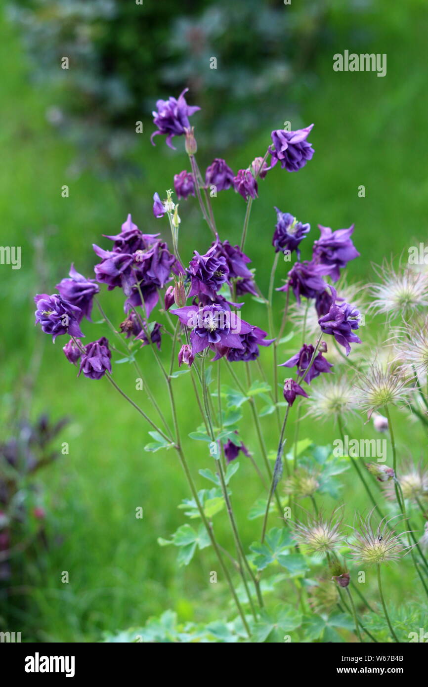 Bunch of Common columbine or Aquilegia vulgaris or European columbine ...