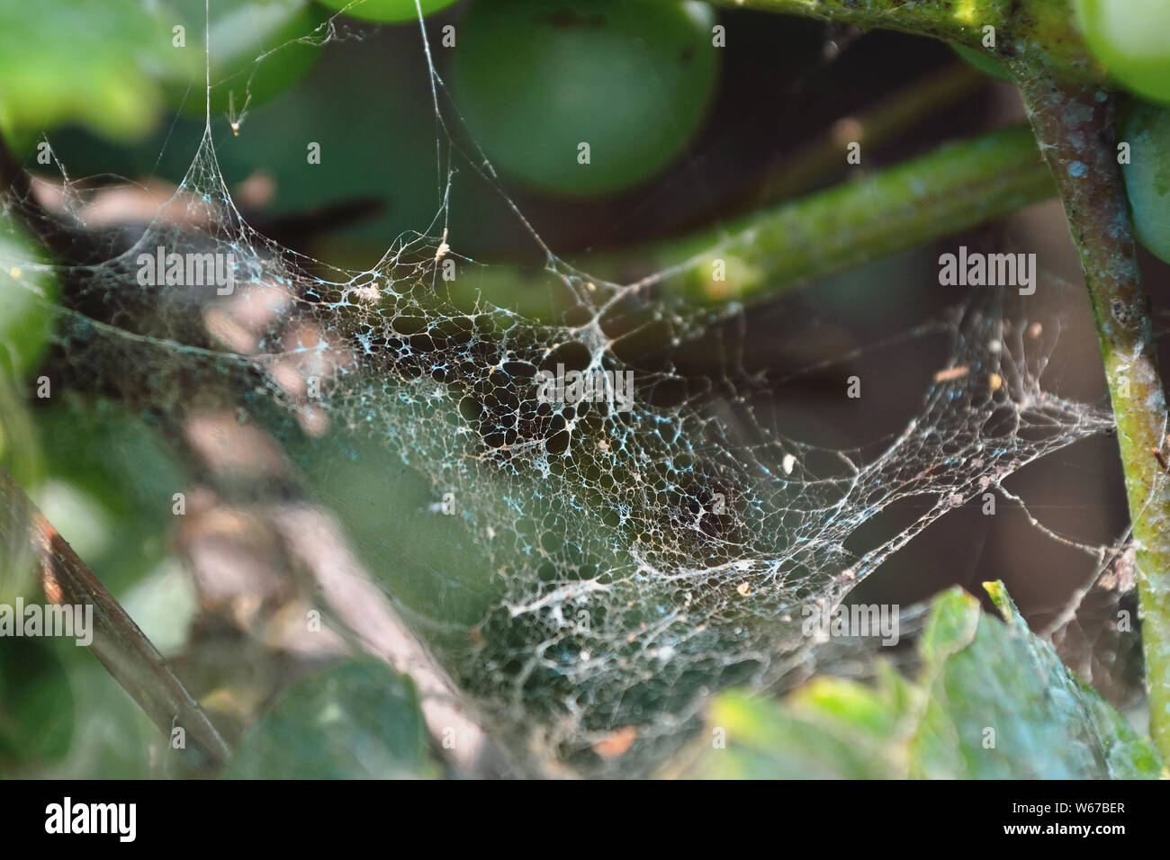 Vine Spider High Resolution Stock Photography and Images - Alamy