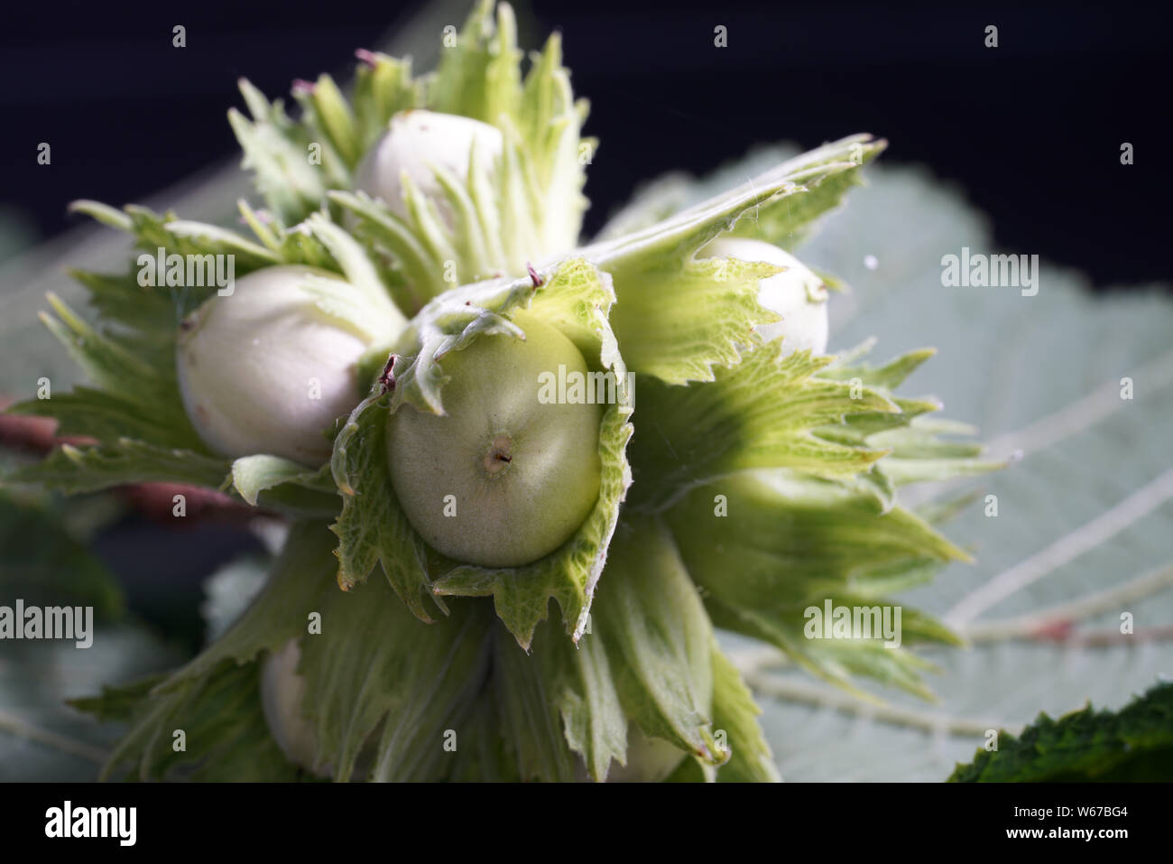 Unshelled hazelnuts still need a few weeks to eat Stock Photo - Alamy