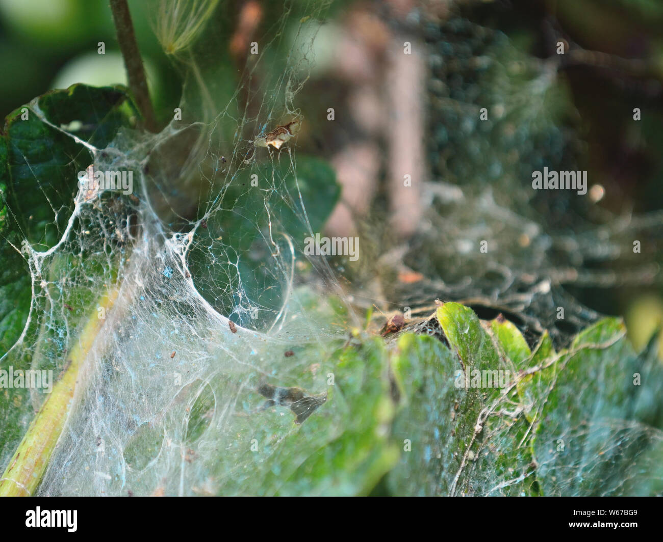 Spider web on grape vine, Garden spider web Stock Photo - Alamy