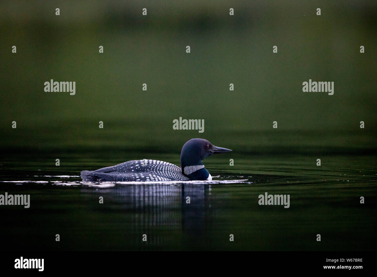 Loonie bird hi-res stock photography and images - Alamy