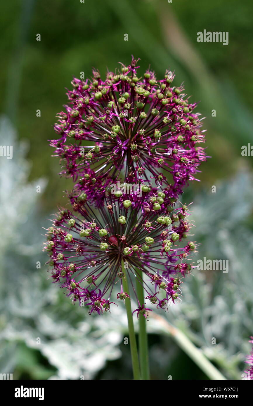 Closely growing two Allium or Ornamental onion round flower heads ...