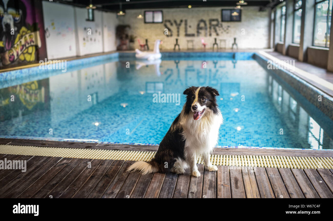 Border Collie named "Cera" is pictured at the dog park built by his ...