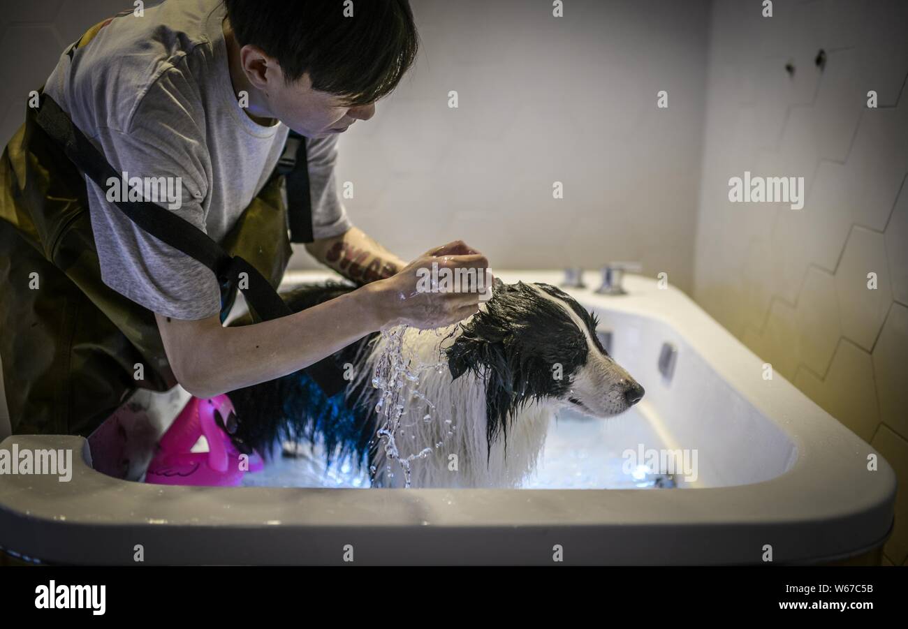 Chinese post-80s man is pictured with his Border Collie named "Cera" at ...