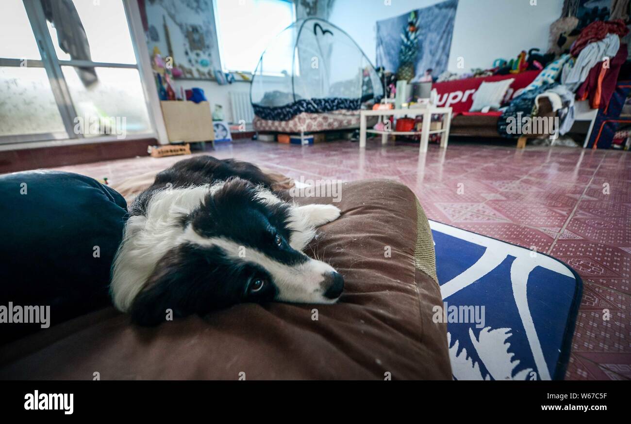 Border Collie named "Cera" is pictured at the dog park built by his ...