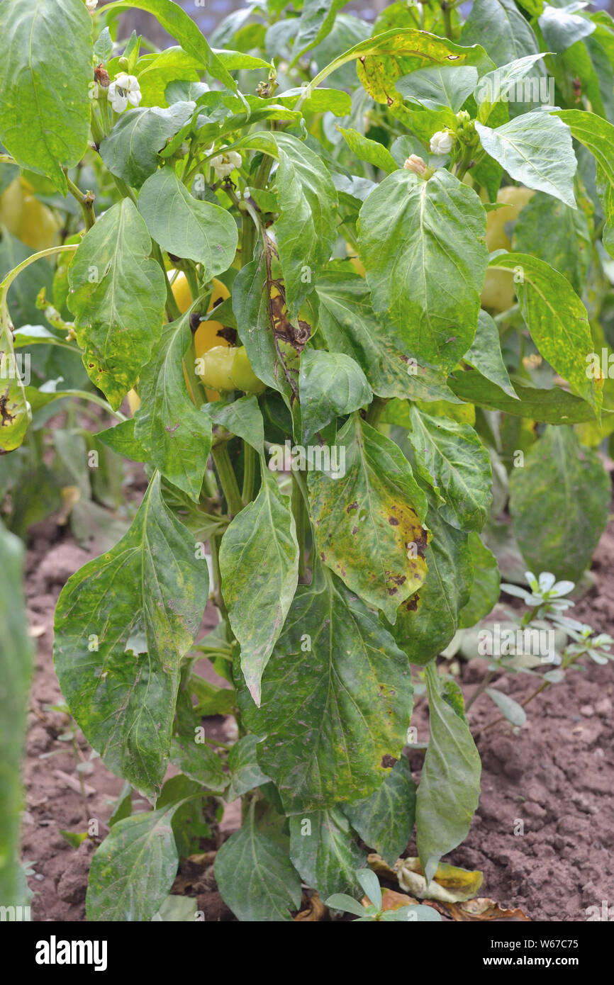 Bacterial leaf spot on pepper plants, Xanthomonas campestris pv ...