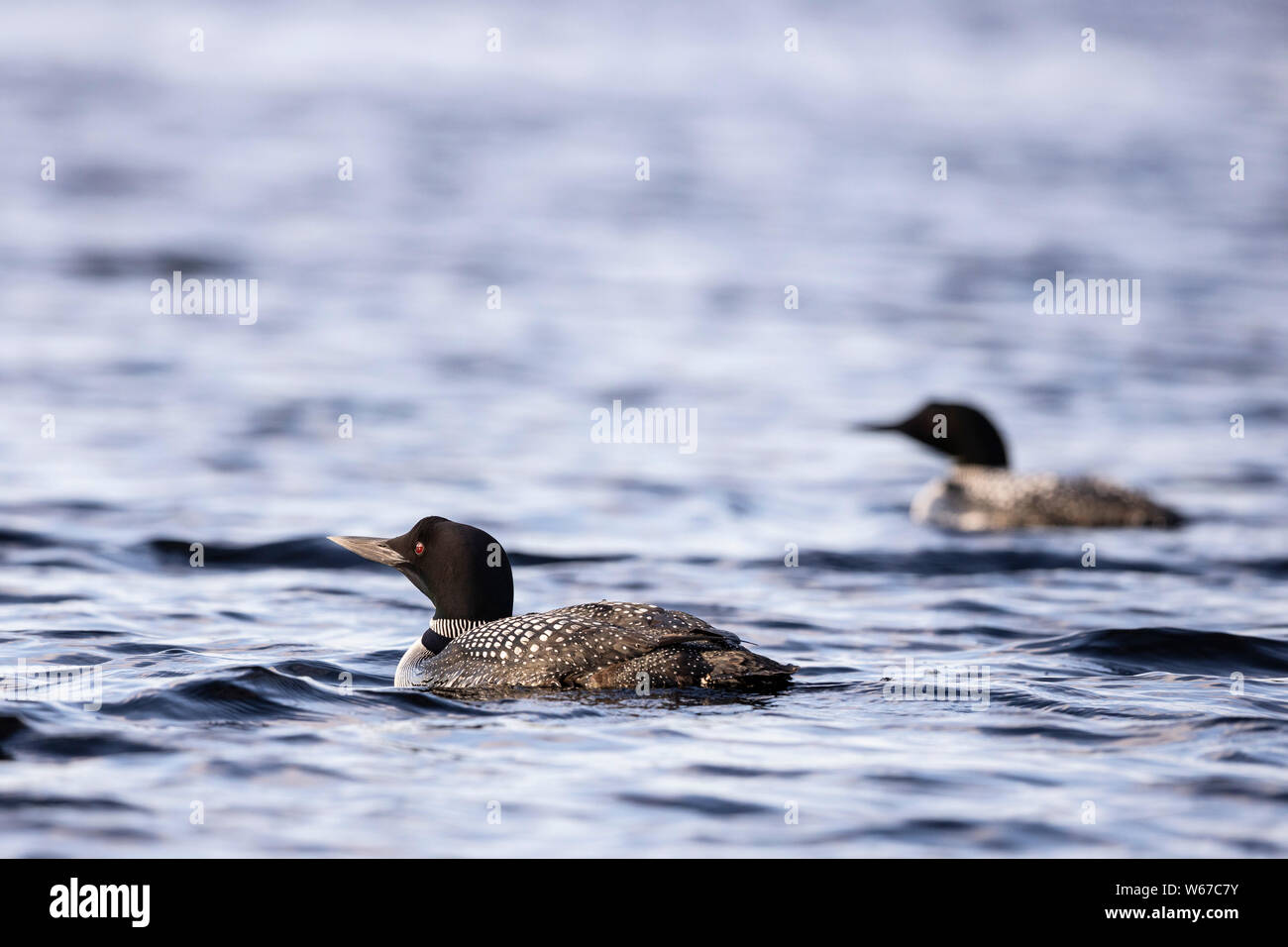 Loonie bird hi-res stock photography and images - Alamy