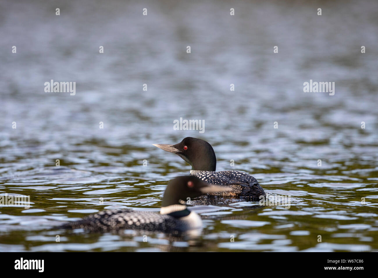 MAYNOOTH, ONTARIO, CANADA - July 21, 2019: Two Common Loons (Gavia ...