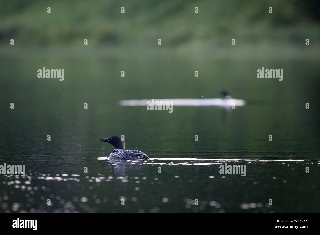 MAYNOOTH, ONTARIO, CANADA - July 21, 2019: Two Common Loons (Gavia ...