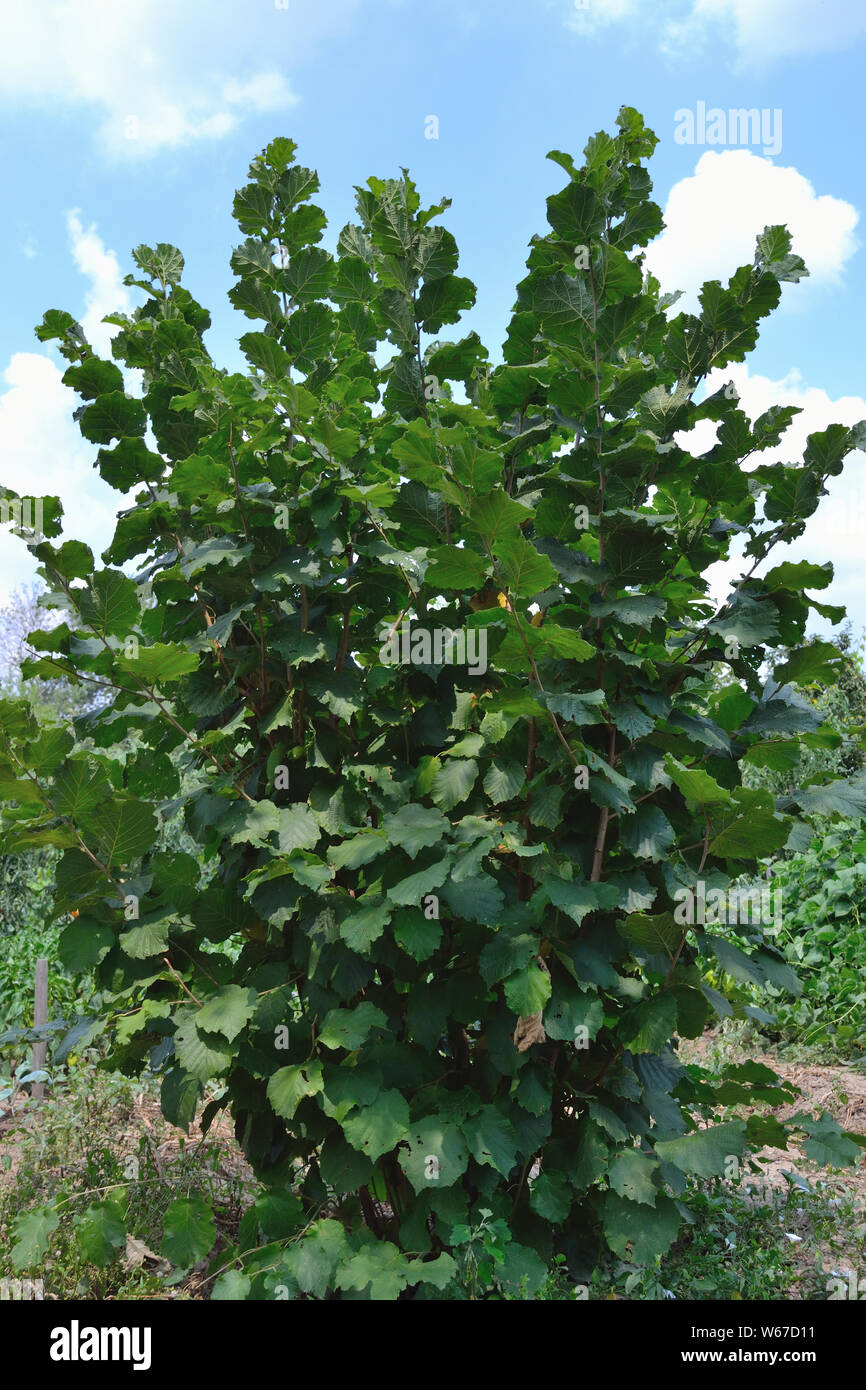 Hazel tree hi-res stock photography and images - Alamy