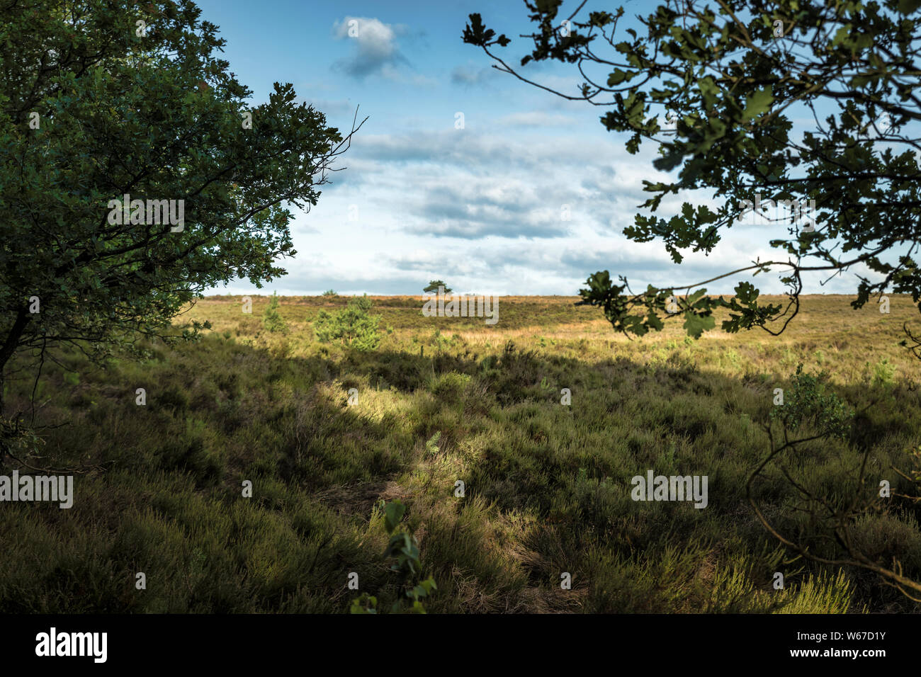 Holland national park hi-res stock photography and images - Alamy